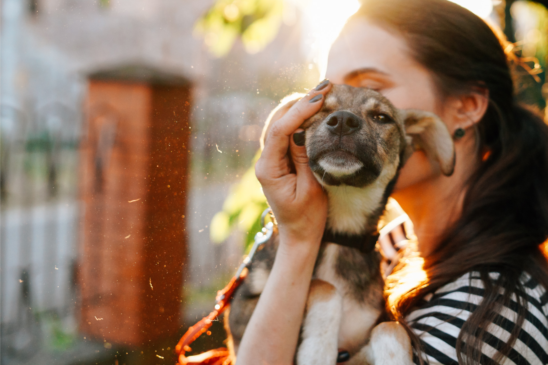 Adoptar un perro: consejos para adoptar, adaptar y cuidar a una mascota ...