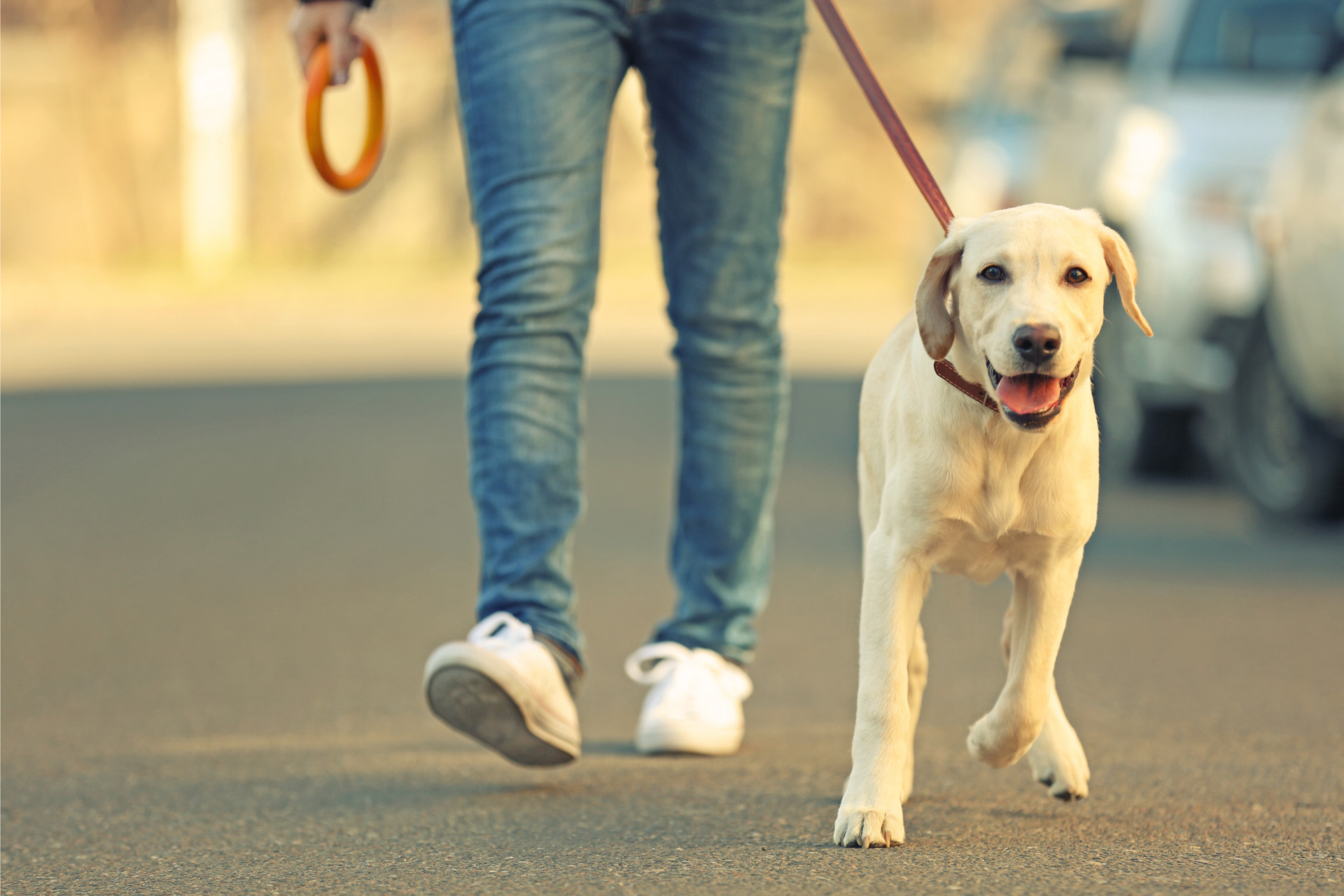 Pasear al perro: consejos para la socialización y el gasto de energía ...