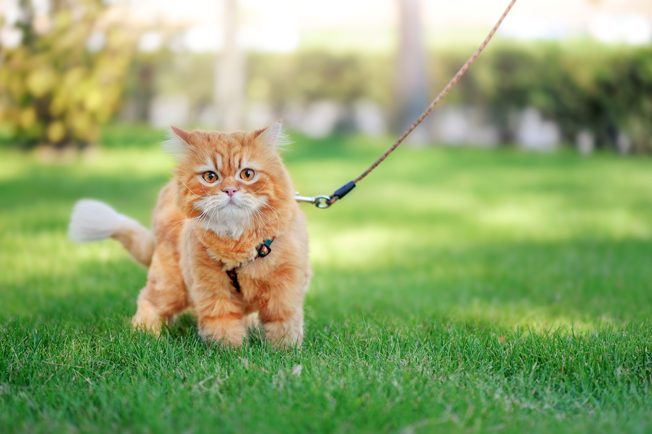 Pasear al gato: 5 consejos para ayudar a tu mascota a explorar el mundo ...