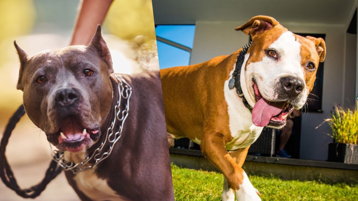 5 razas de perros bravos que en realidad no lo son | Patas en Casa