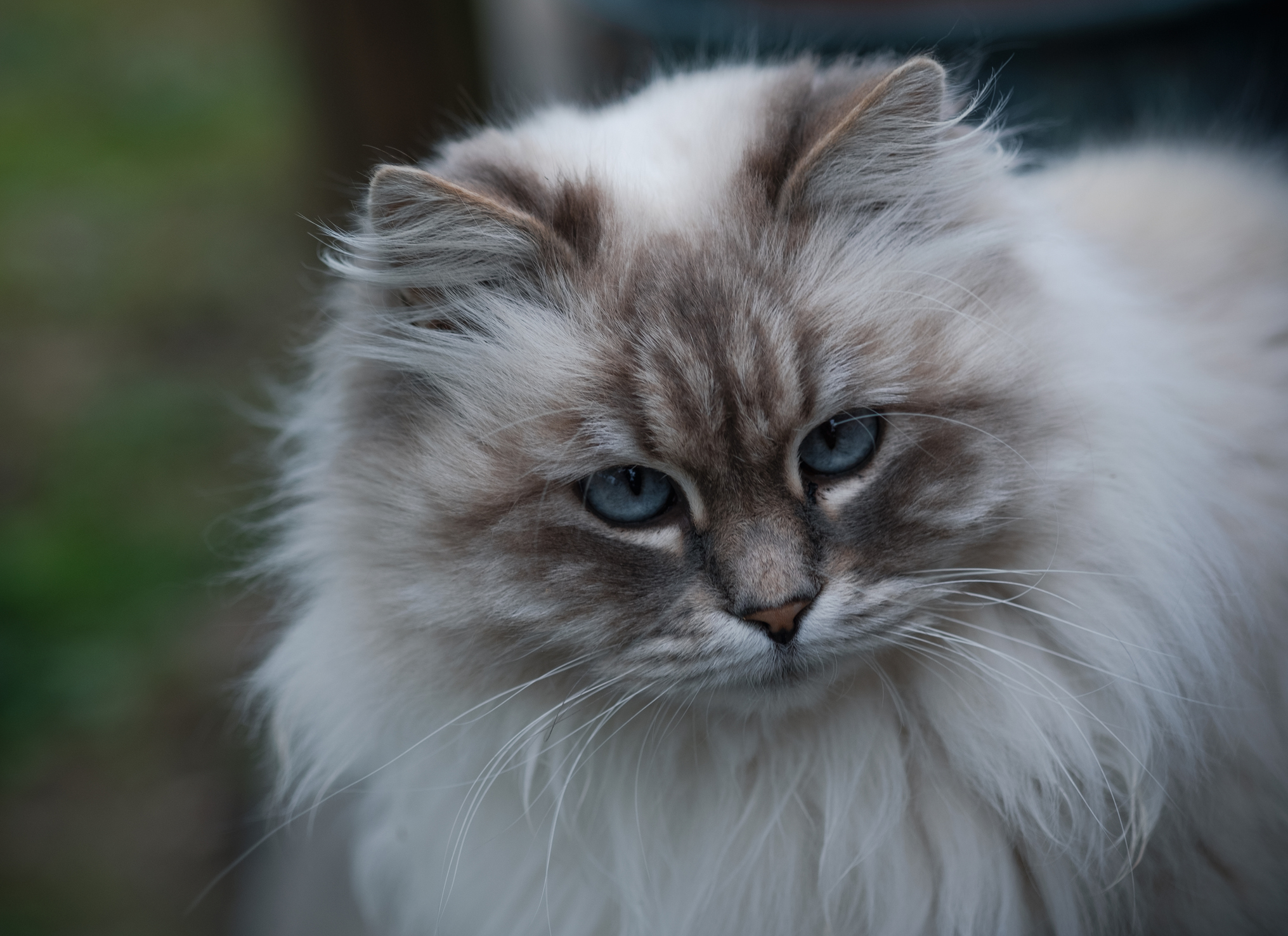 Gato Siberiano: ¡todo sobre la raza! | Patas en Casa