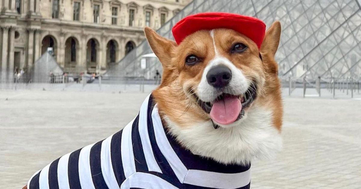 Corgi: descubre todo sobre esta raza de perro pequeño | Patas en Casa