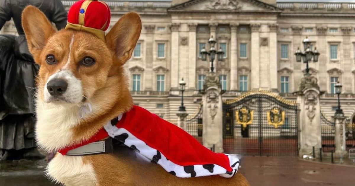 Corgi: descubre todo sobre esta raza de perro pequeño | Patas en Casa