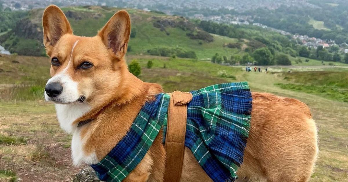 Corgi: descubre todo sobre esta raza de perro pequeño | Patas en Casa