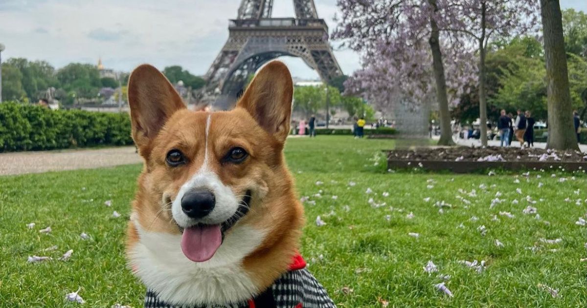 Corgi: descubre todo sobre esta raza de perro pequeño | Patas en Casa