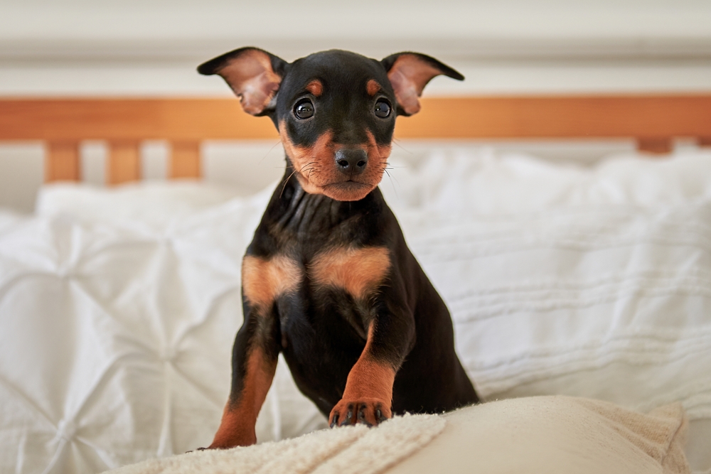 Pinscher 0, 1, 2 o miniatura: descubre los tamaños de este perro