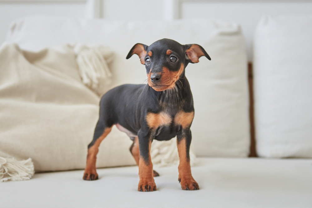 Pinscher 0, 1, 2 o miniatura: descubre los tamaños de este perro