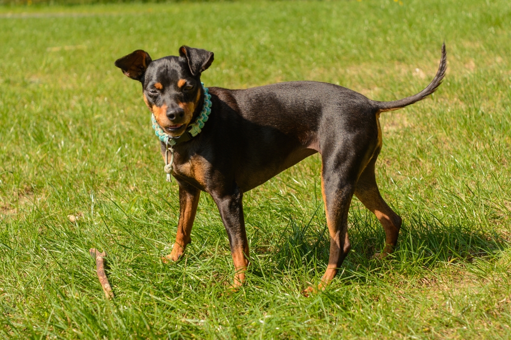 Pinscher 0, 1, 2 o miniatura: descubre los tamaños de este perro
