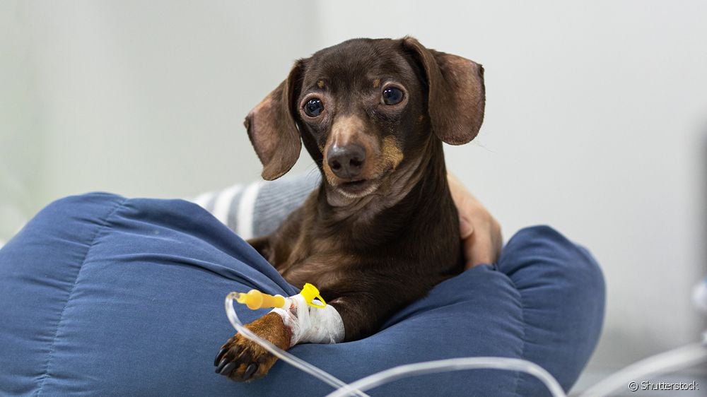 ¿En qué situaciones se recomienda el suero casero para perros? | Patas ...