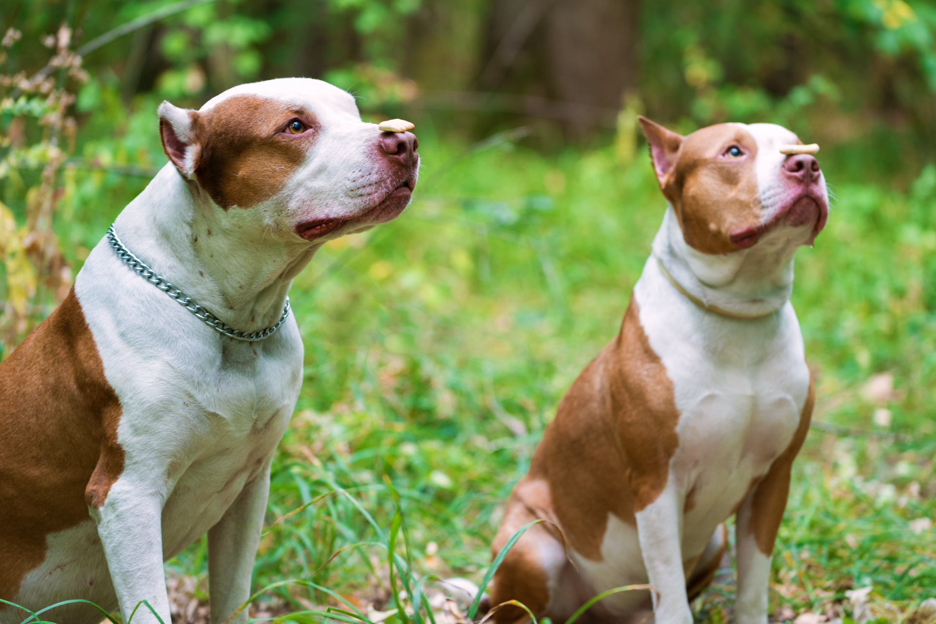 Tipos de Pitbull: ¿cuántos existen y cuál es el más popular? | Patas en ...