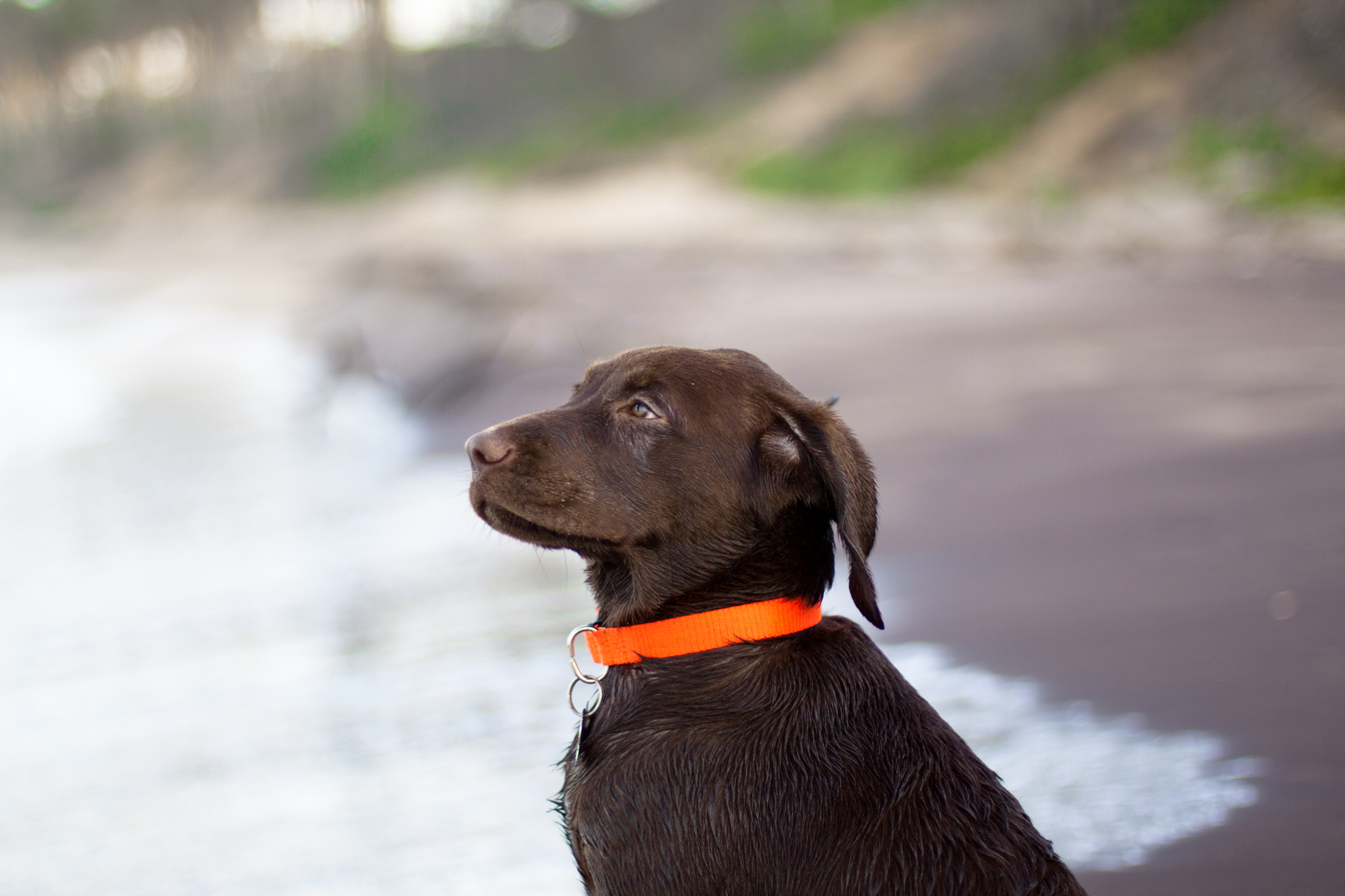 ¿Cuál es la raza y el nombre de los perros de la Patrulla Canina ...
