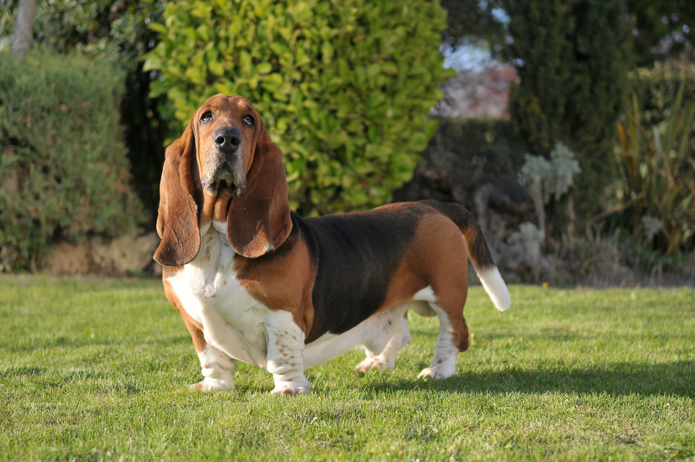 ¿Dachshund o Basset Hound? Descubre las diferencias entre las razas de ...
