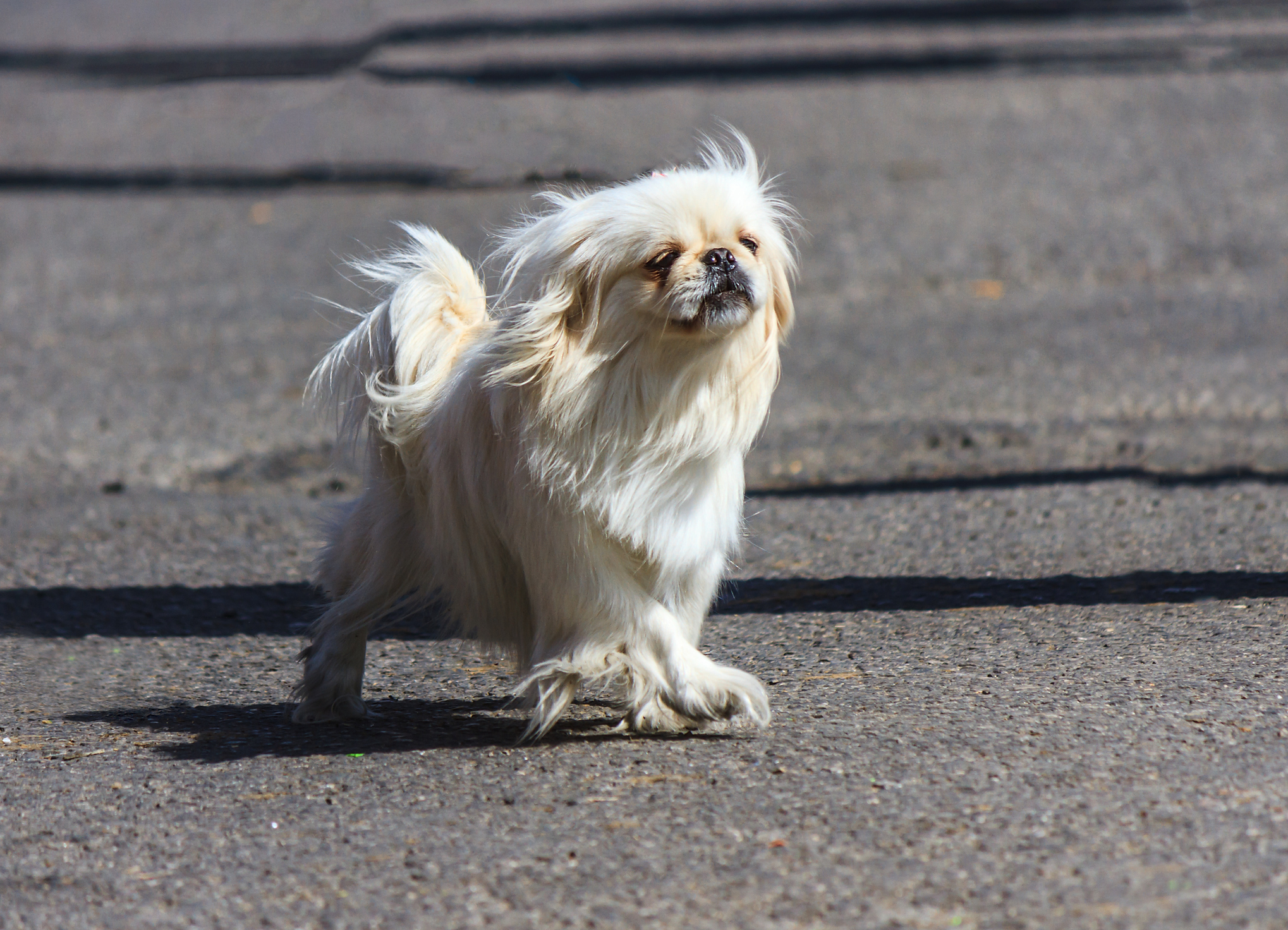 Pequinés: conoce 14 características de esta raza miniatura | Patas en Casa