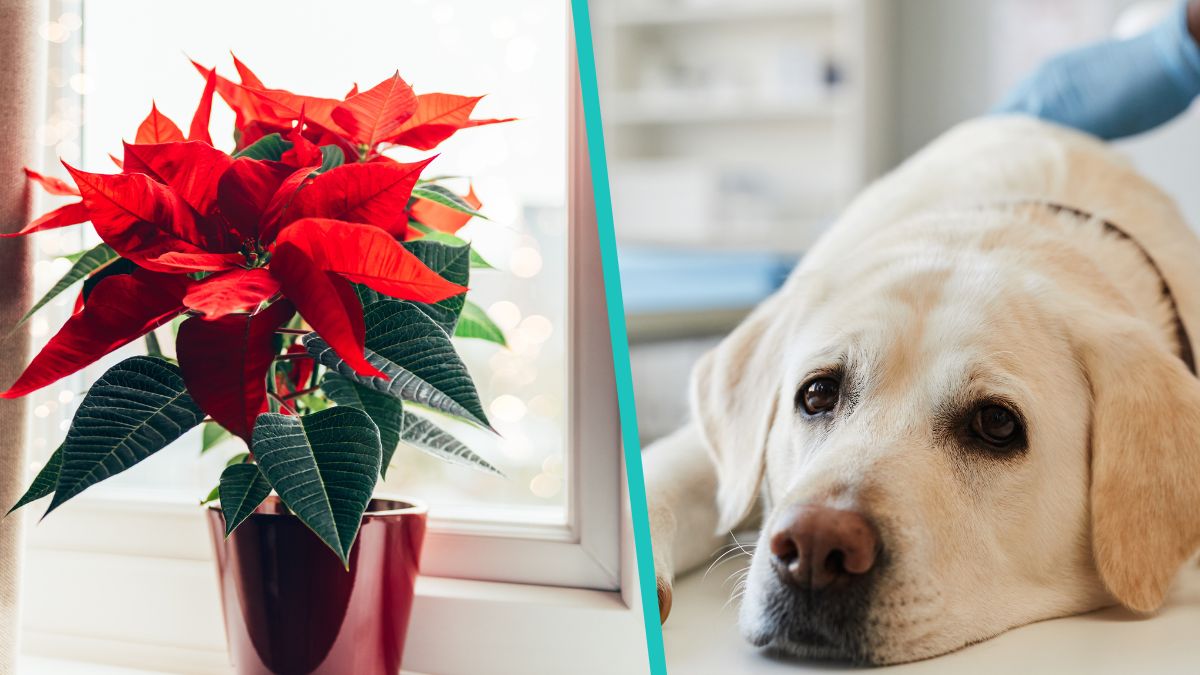 Flor de nochebuena: la planta de temporada tóxica para perros y gatos ...
