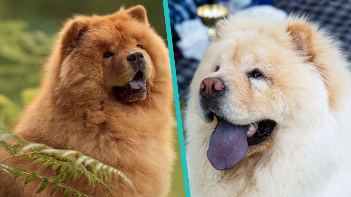 Chow Chow: la raza de perros con lengua azul