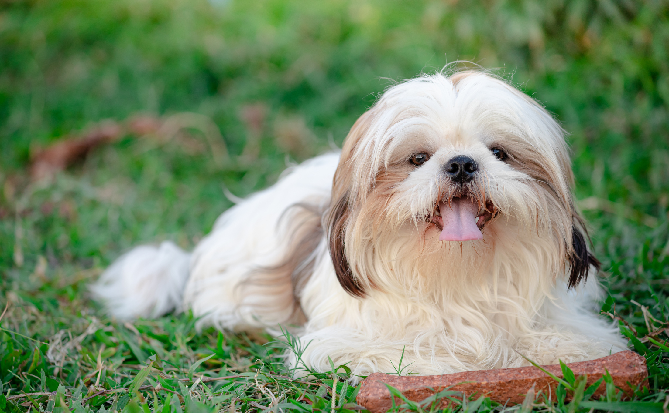 ¡Conoce 10 razas de perros que no sueltan pelo! | Patas en Casa