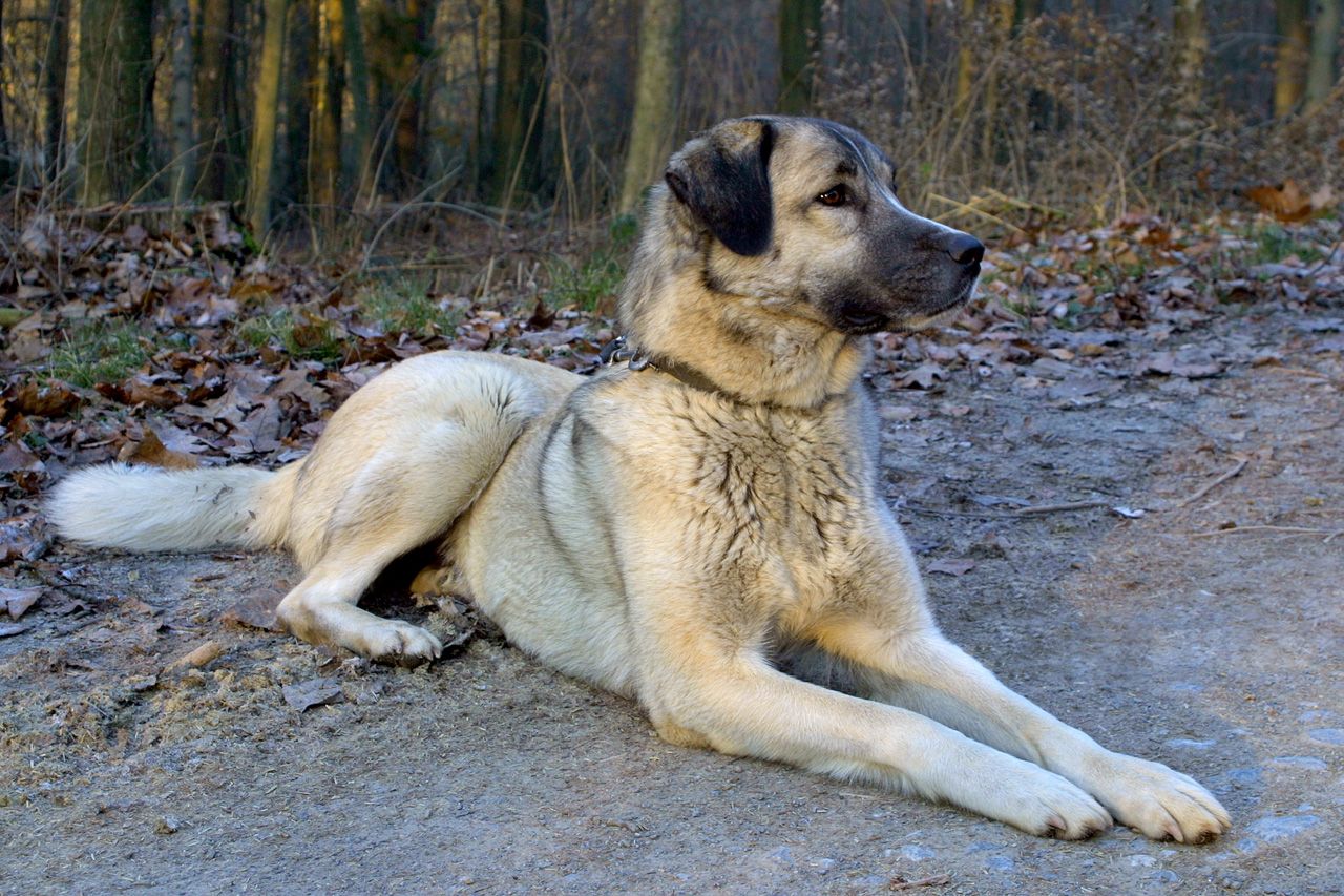 Kangal Turco: el perro que tiene apariencia de estar siempre sucio