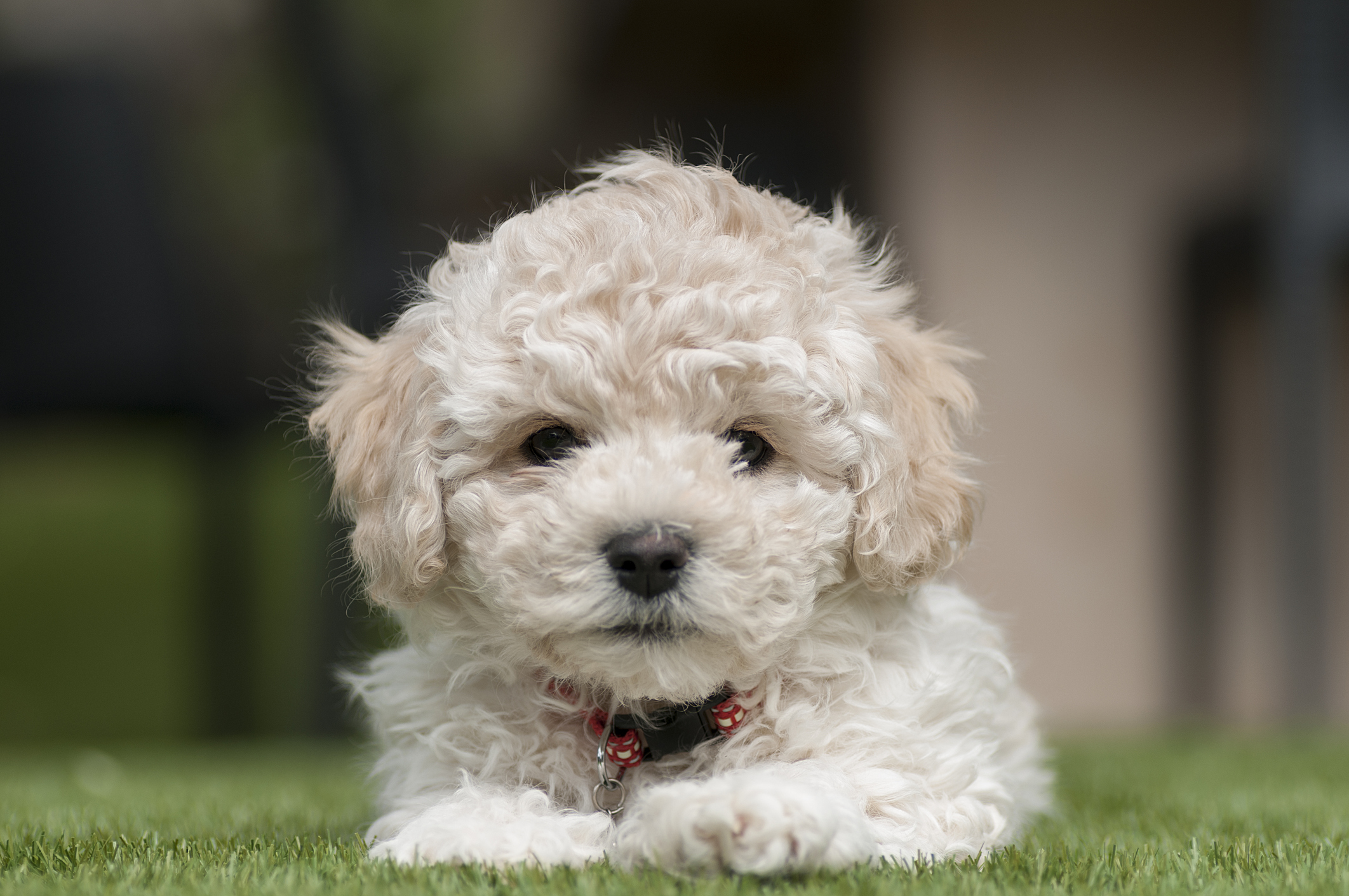 Cachorro de Poodle: 21 cosas que necesitas saber sobre este perrito ...