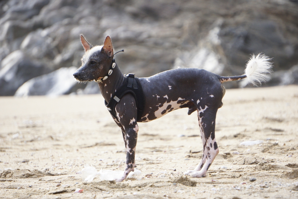 Perro Xoloitzcuintle: conoce al Calvo mexicano, una de las razas más ...
