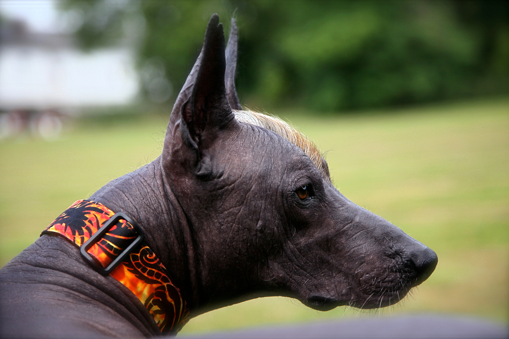 Perro Xoloitzcuintle: conoce al Calvo mexicano, una de las razas más ...
