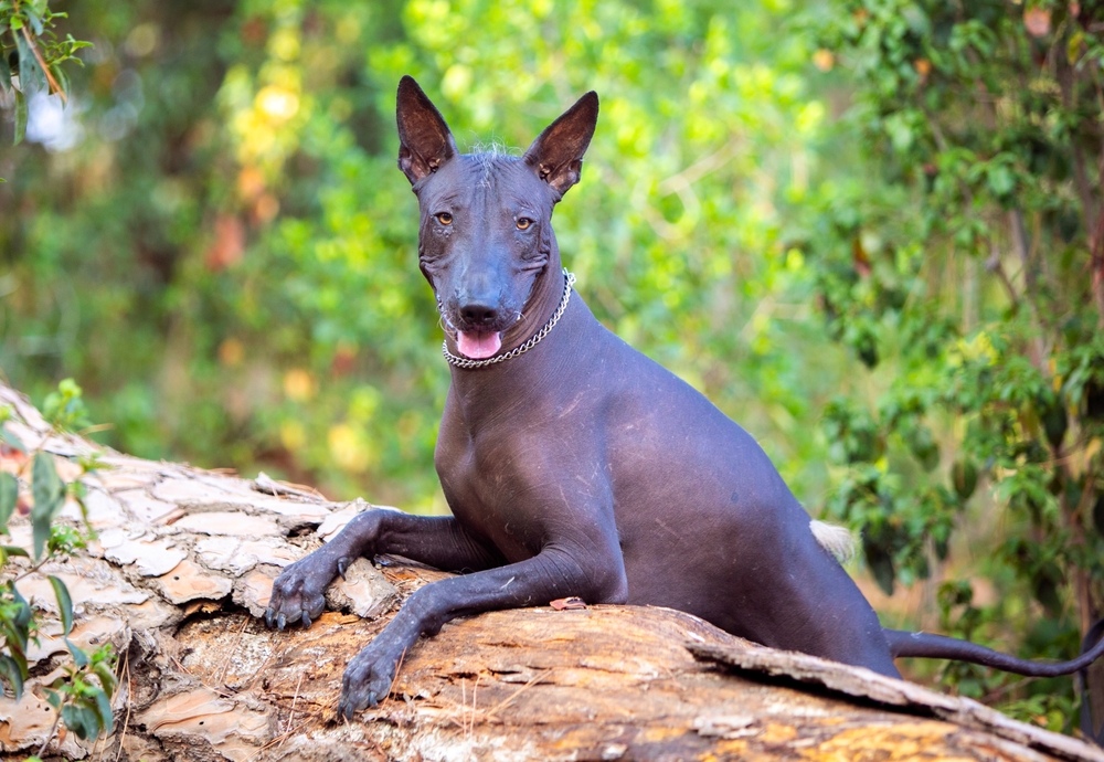 Perro Xoloitzcuintle: conoce al Calvo mexicano, una de las razas más ...