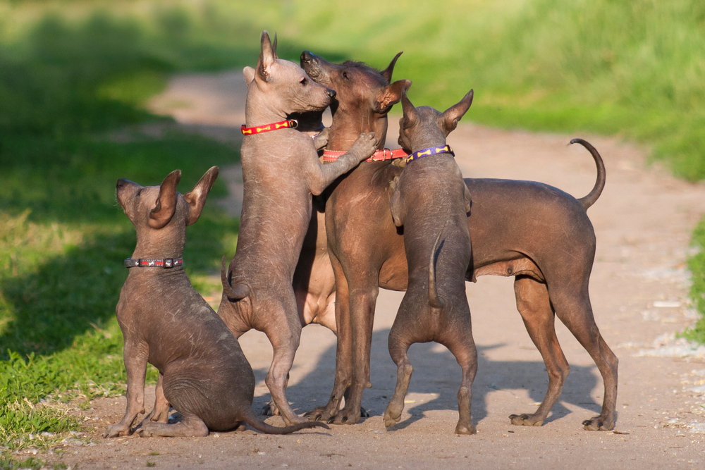 Perro Xoloitzcuintle: conoce al Calvo mexicano, una de las razas más ...
