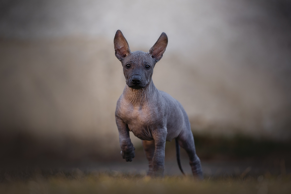 Perro Xoloitzcuintle: conoce al Calvo mexicano, una de las razas más ...