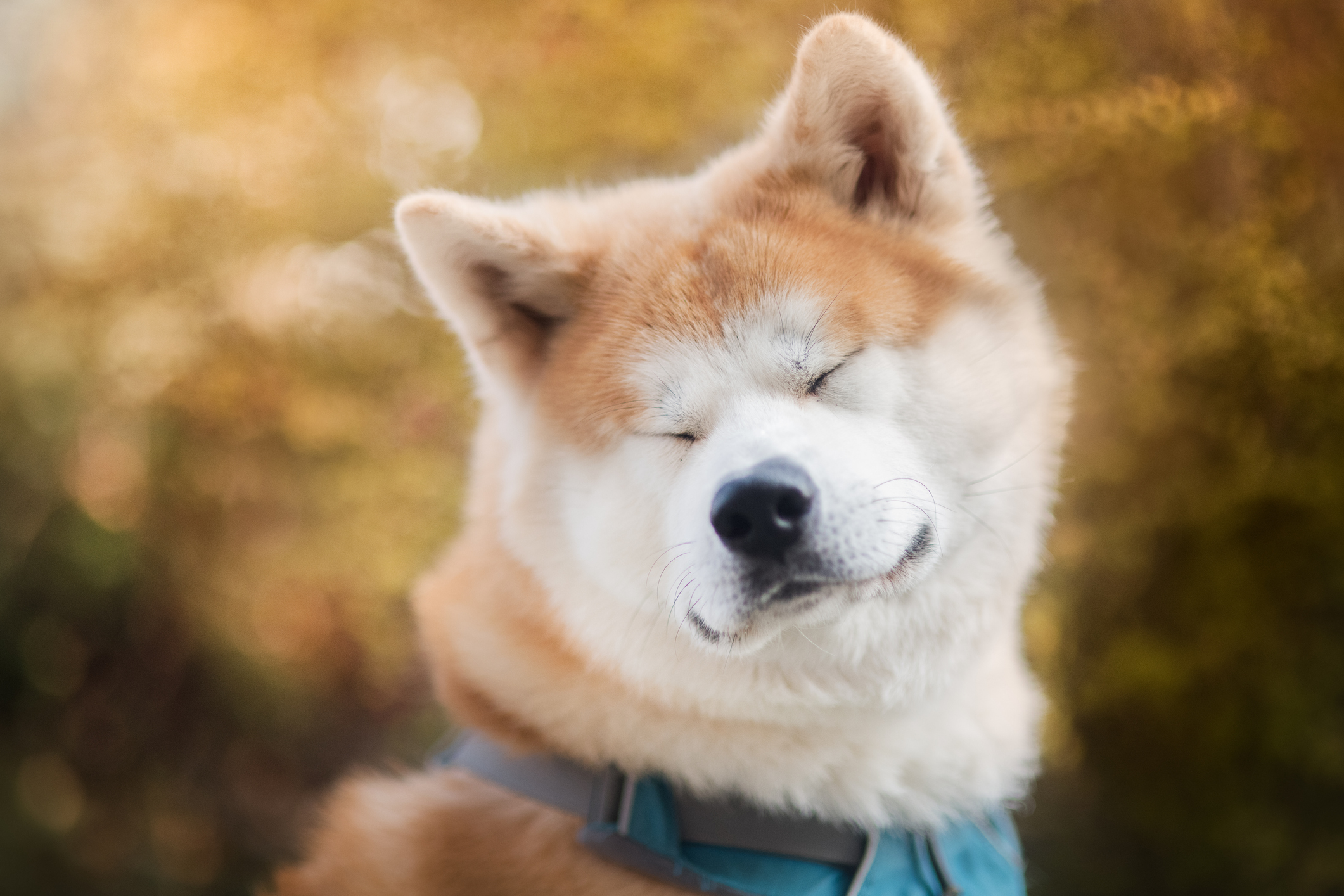 ¿Perro zen? Conoce las razas más tranquilas del mundo, incluyendo el ...