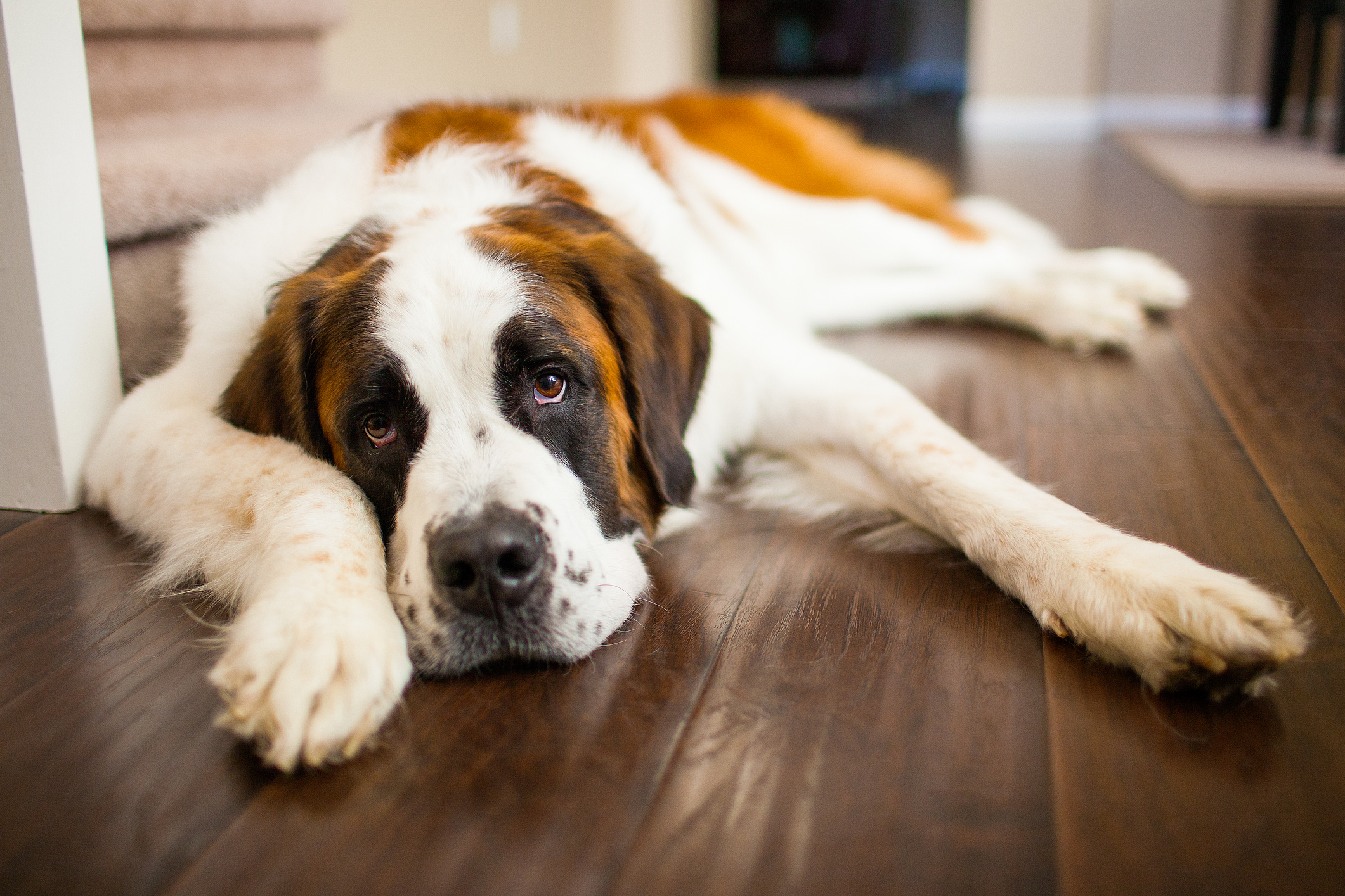 ¿Perro zen? Conoce las razas más tranquilas del mundo, incluyendo el ...