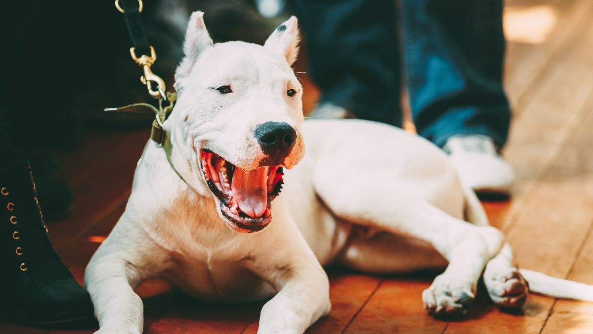 Orígenes del perro Dogo argentino y sus características
