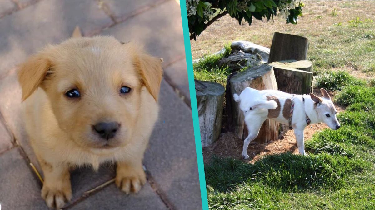 ¡Entrena a tu perro para que aprenda a hacer pipí en 2 semanas! | Patas ...