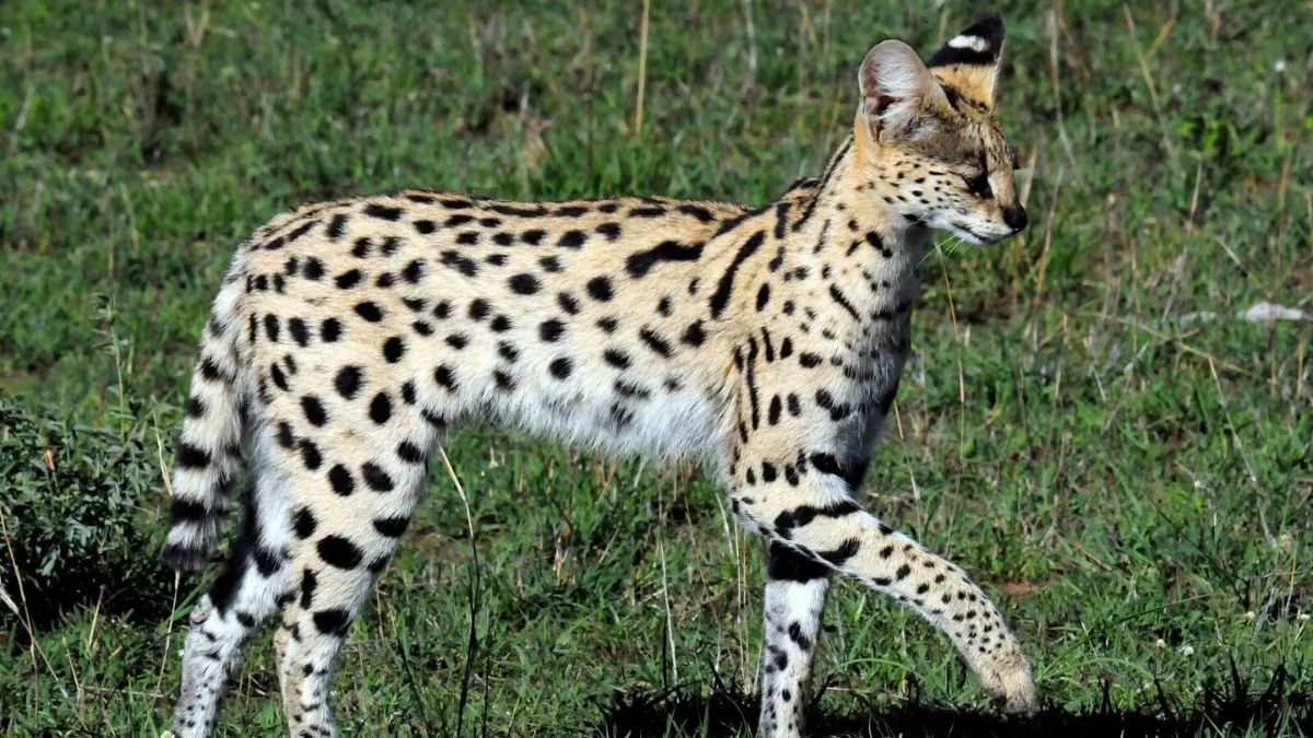 ¿Cuál es el gato serval, se puede tener como mascota? | Patas en Casa