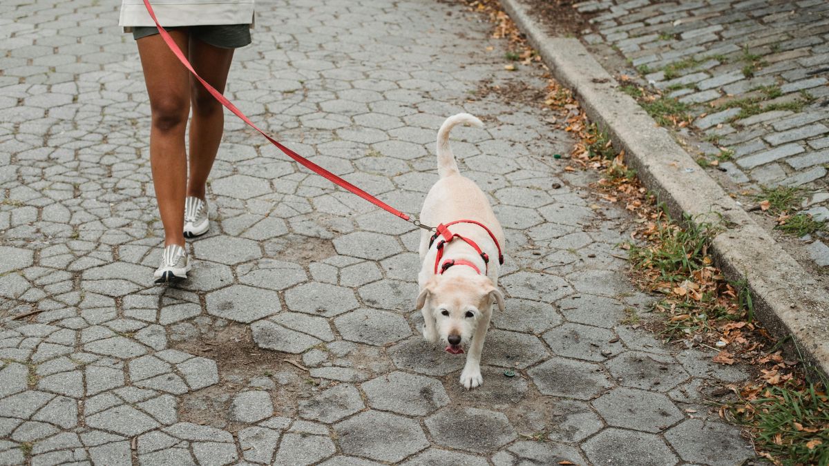 ¿Cuál es la mejor opción de trailla para perros? | Patas en Casa
