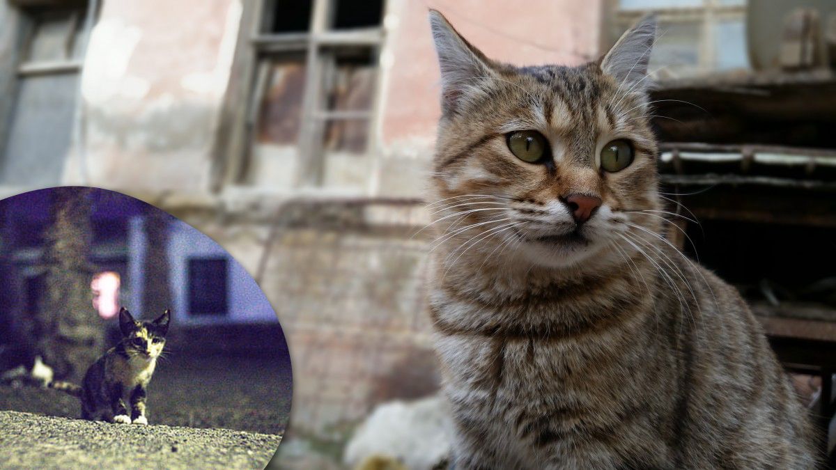 ¿Cuántos días se considera normal que mi gato esté fuera de casa ...