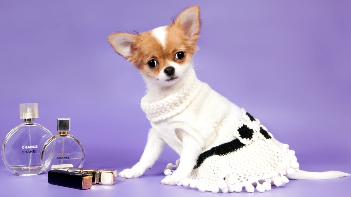 Haz un perfume natural para tu perro, ¡le encantará el olor! | Patas en ...