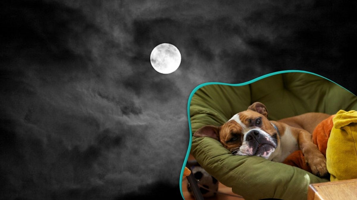 ¿Por qué dicen que la luna les afecta a los perros? | Patas en Casa