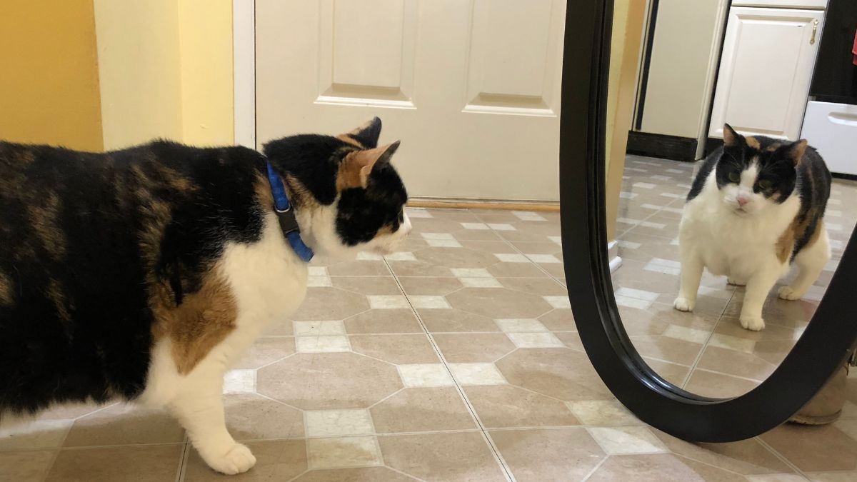 ¿Por qué los gatos se asustan al verse en el espejo? | Patas en Casa