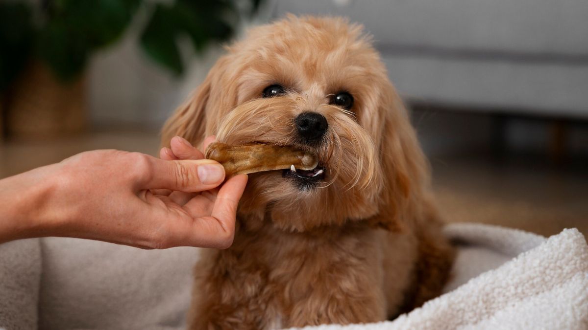 Qué hacer si mi perro se está ahogando con comida | Patas en Casa