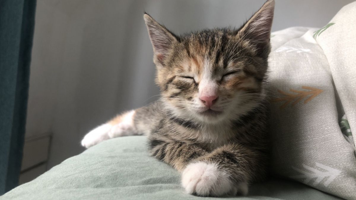 ¿Cuánto duermen los gatos? Identifica si duerme más de lo normal ...