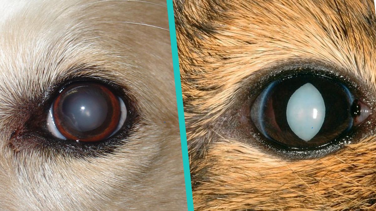 Estas son las señales de que tu perro puede tener cataratas en los ojos ...
