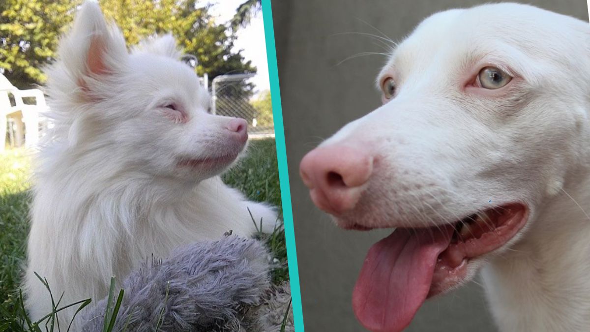 Esto es todo lo que debes saber sobre los perros albinos | Patas en Casa
