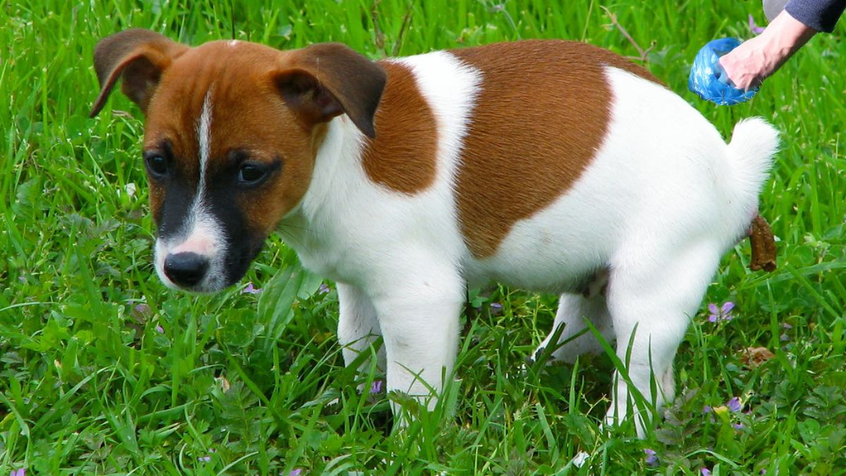 Cómo limpiar correctamente las heces de tu perro, con el truco de un ...