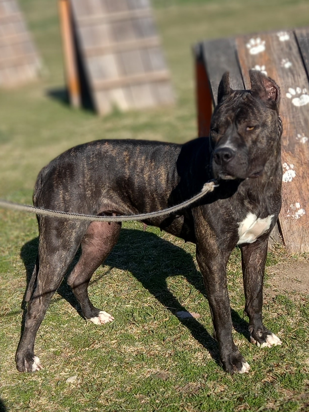 Características del perro Pampa; lo que hay que saber antes de ...