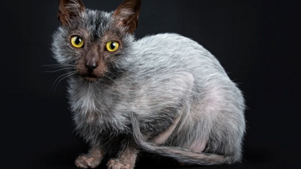 8 razas de gatos más raras e inusuales | Patas en Casa