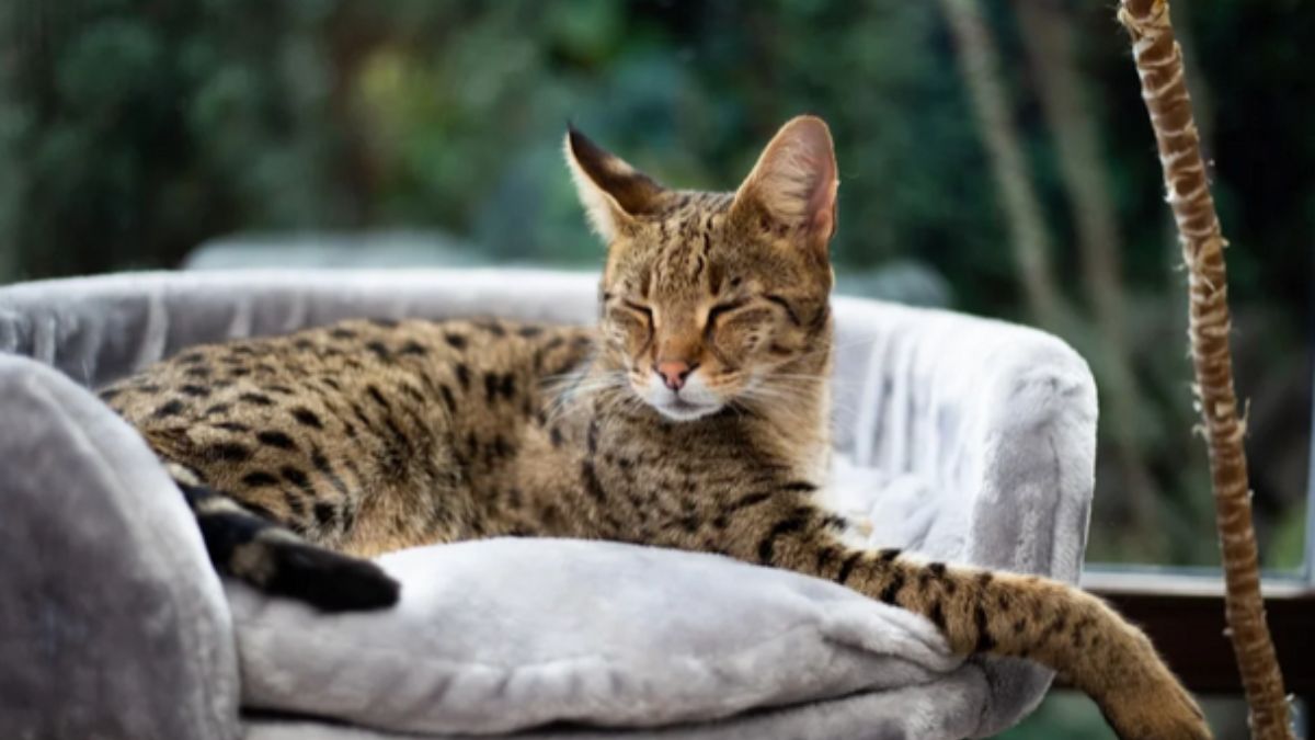 8 razas de gatos más raras e inusuales | Patas en Casa