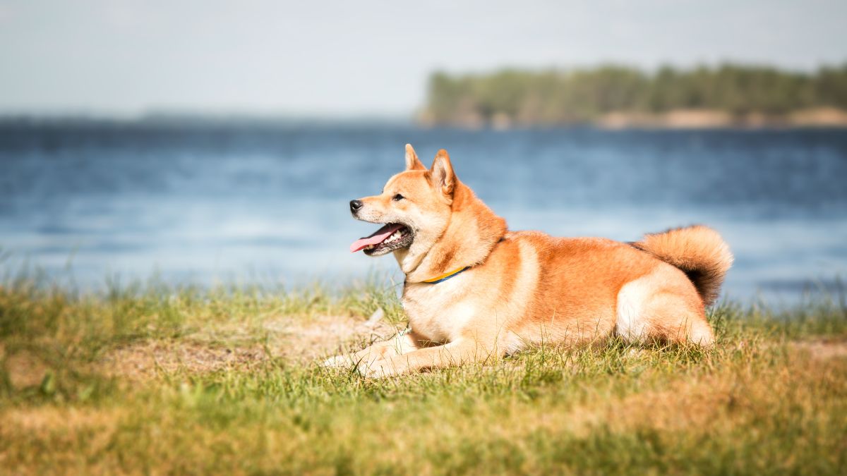 5 razas de perros bravos que en realidad no lo son | Patas en Casa