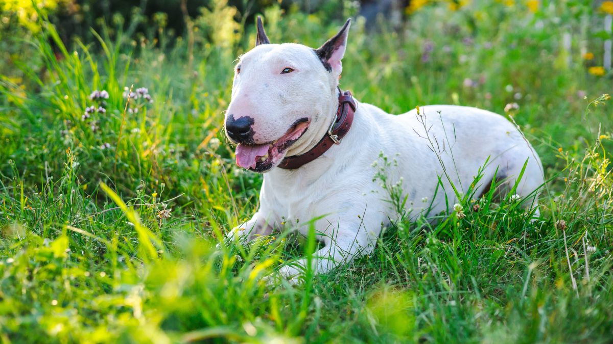 5 razas de perros bravos que en realidad no lo son | Patas en Casa