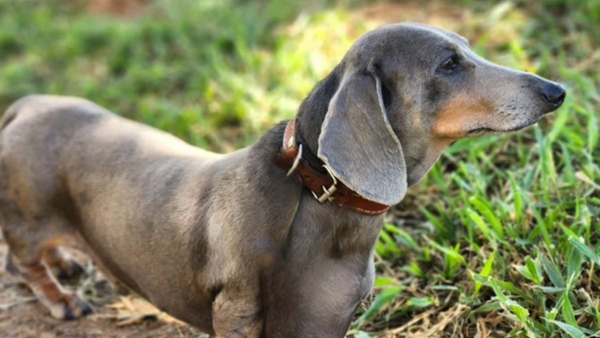 7 razas de perros que son físicamente inusuales | Patas en Casa