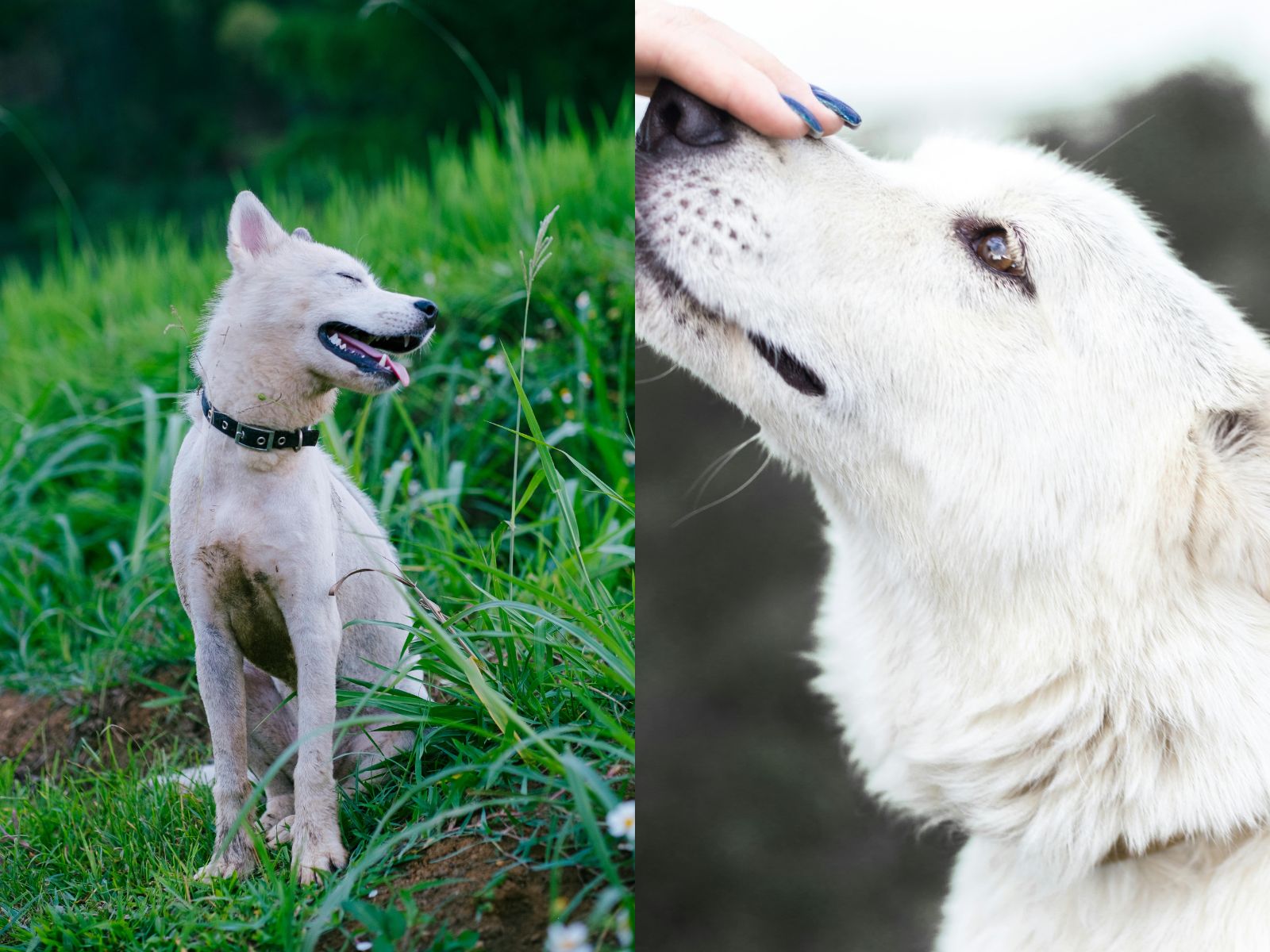 ¿Cuáles son las razas de perros coreanos de los que tanto hablan ...