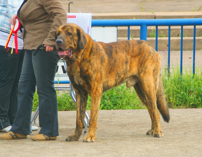 ¿Cuántos tipos de perros Mastín existen? | Patas en Casa